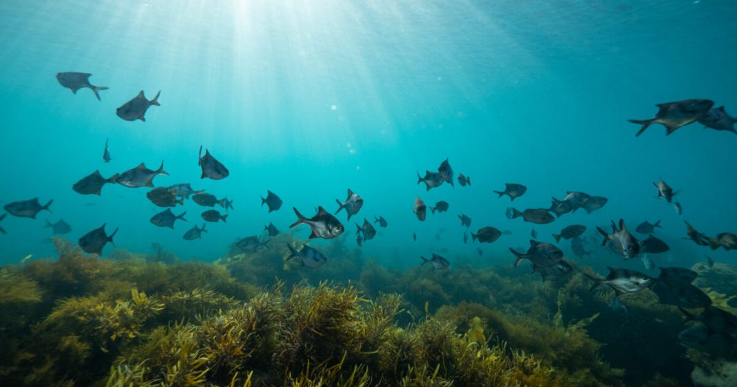 World Oceans Day: UN Chief calls for greater action to protect oceans ...