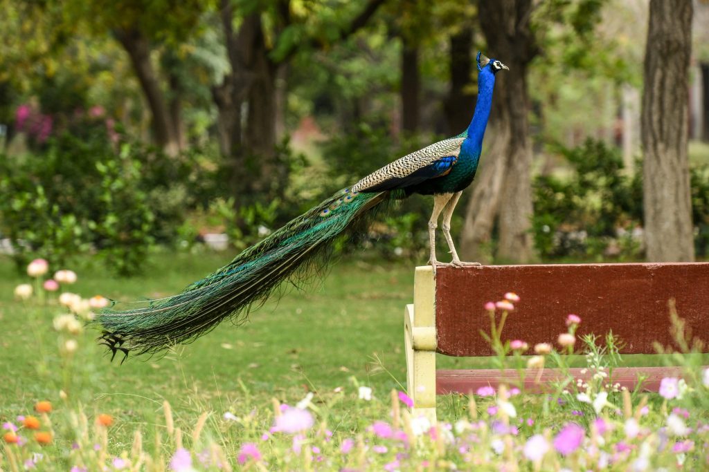 IISER Bhopal reveals genetic secrets of India’s national bird peacock ...
