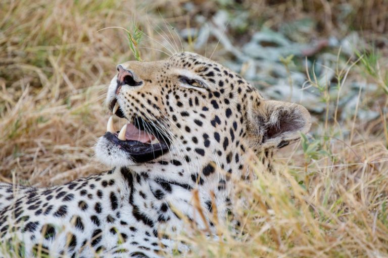 International Big Cat Alliance officially come into force - The Environment