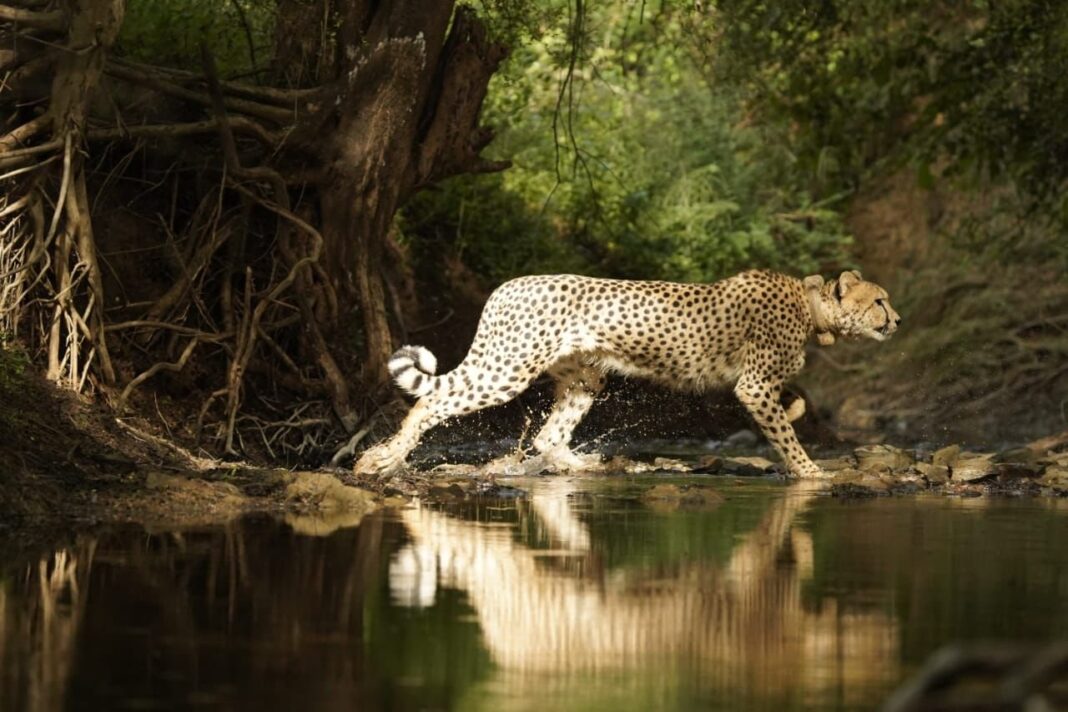 International Cheetah Day: A global call to protect world’s fastest ...